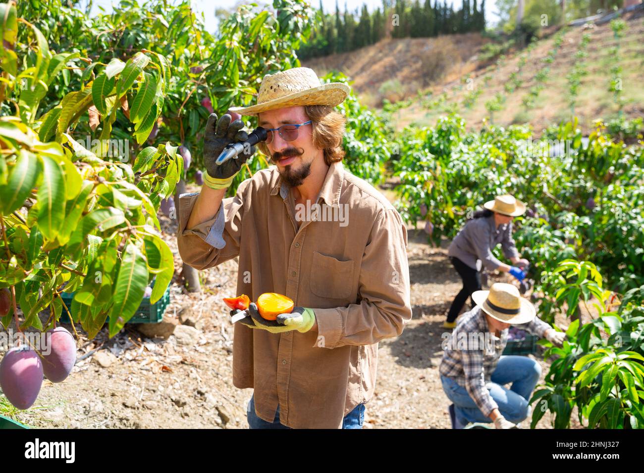 Farmer measure mango sweetness with refractometer Stock Photo - Alamy