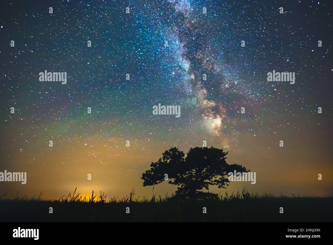 Night sky aesthetics, night sky stars with old oak tree in the ...