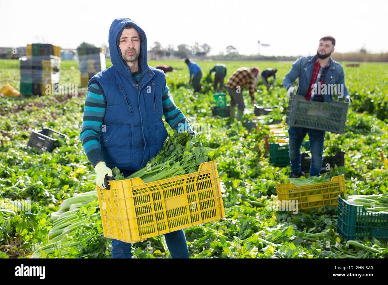 Man carrying crate with celery Stock Photo - Alamy