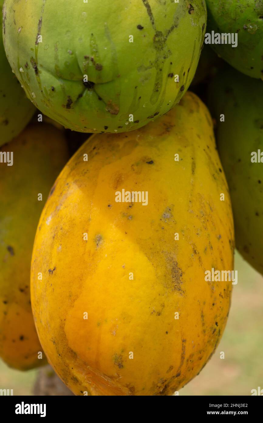 Ripe papayas on the tree. Sweet-tasting tropical fruit Stock Photo - Alamy