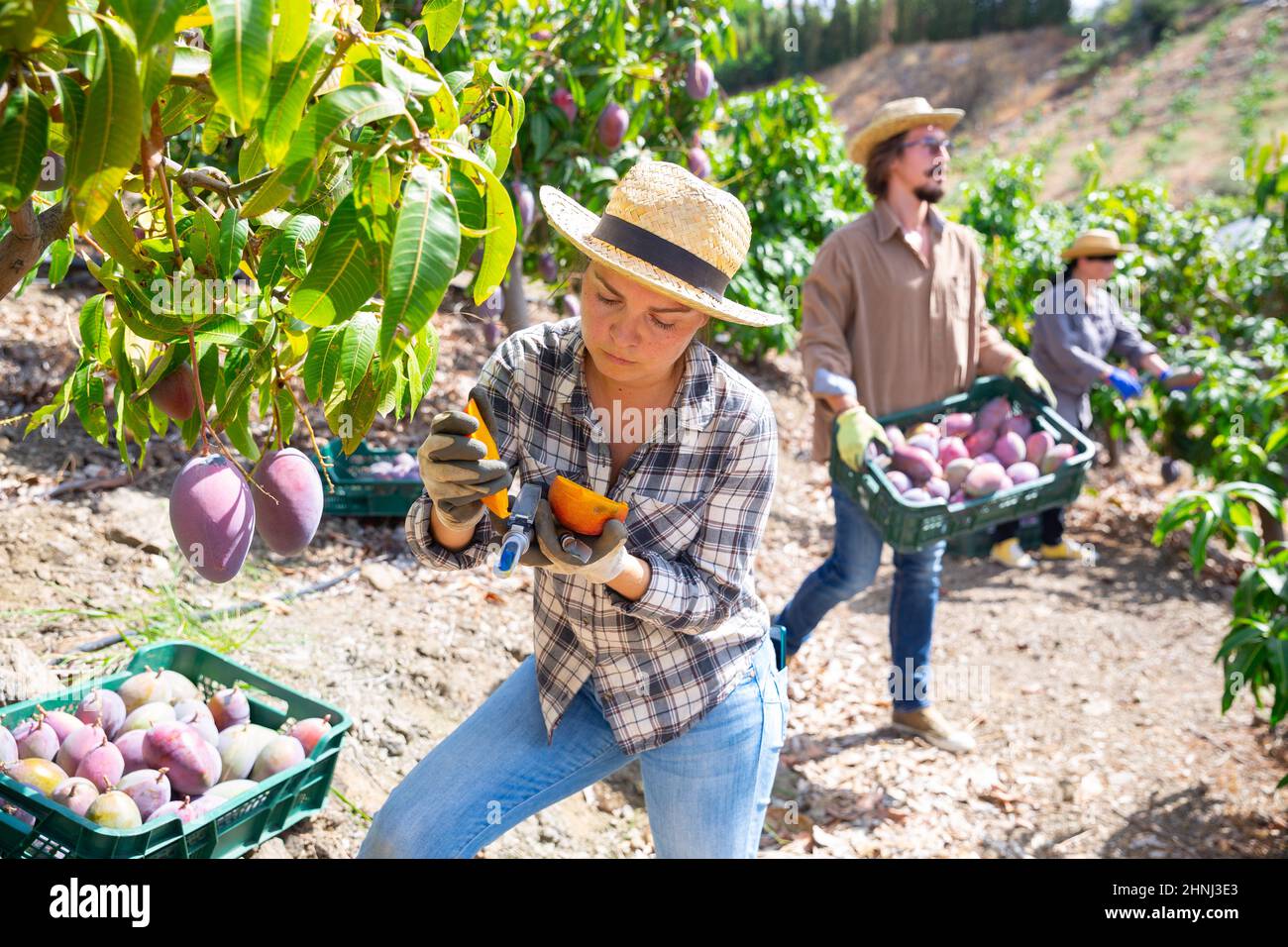 Female worker measure mango sweetness with refractometer Stock Photo ...