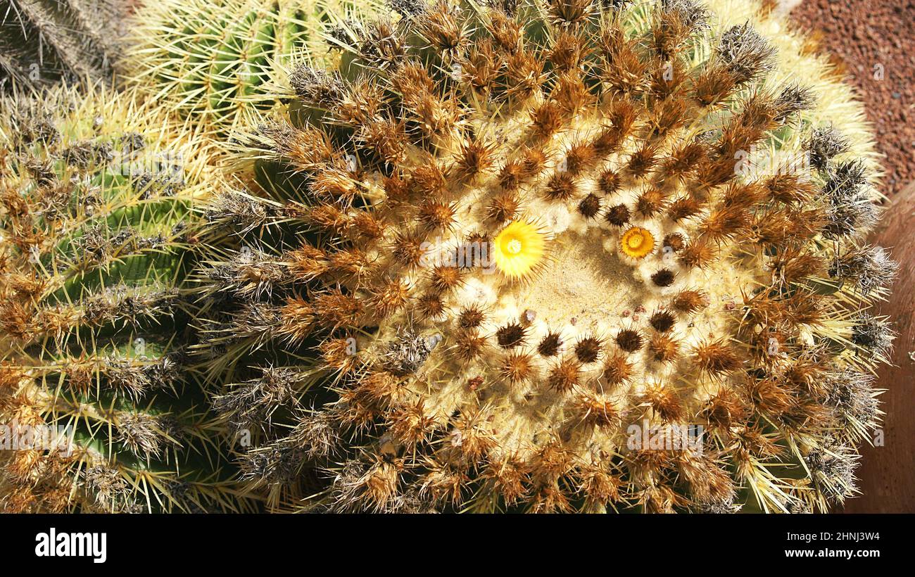 Canarian flora in Lanzarote, Canary Islands, Spain, Europe Stock Photo ...