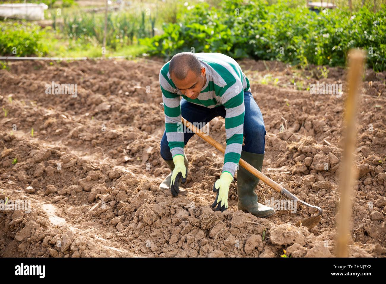 Worker cultivates garden beds with hoe Stock Photo - Alamy