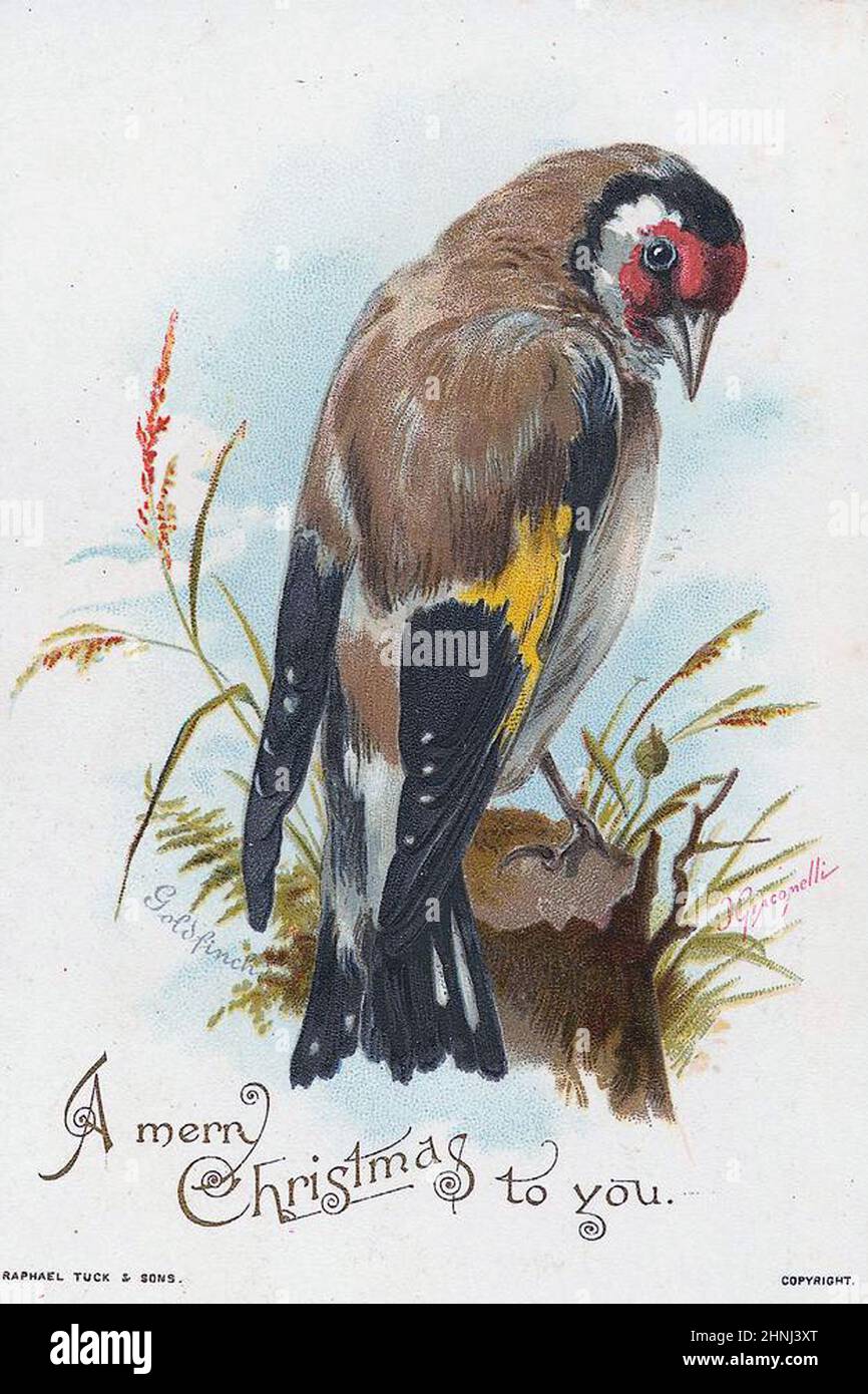 Victorian era birding illustrations hi-res stock photography and images ...