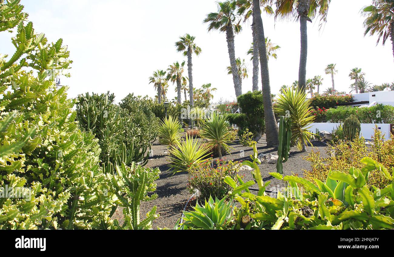 Garden in Playa Blanca, Lanzarote, Canary Islands, Spain, Europe Stock ...