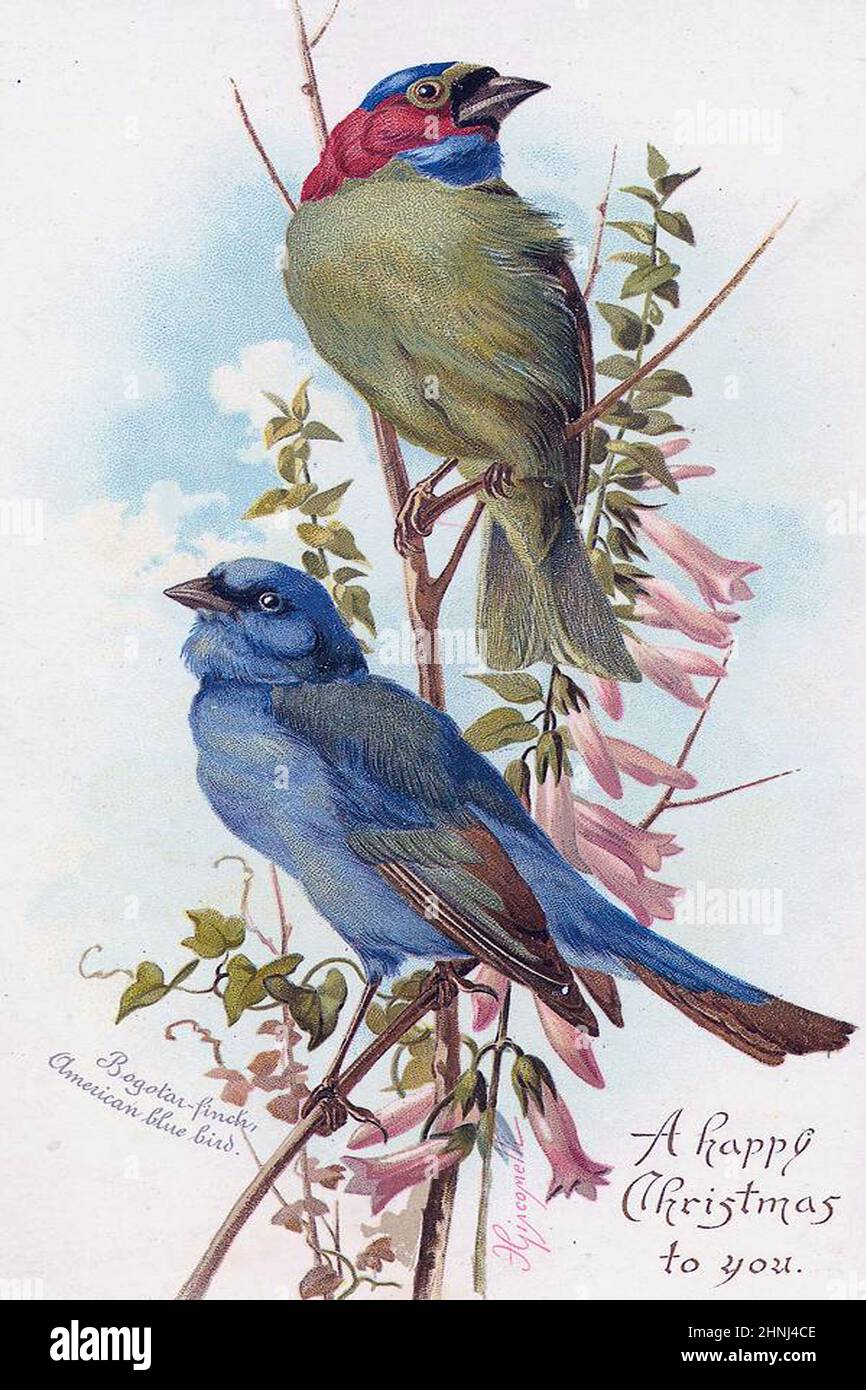 Vintage Victorian bird illustrations Stock Photo - Alamy