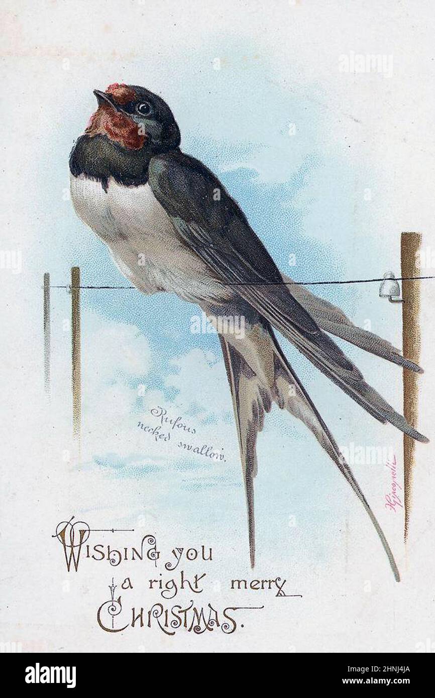 Vintage Victorian bird illustrations Stock Photo - Alamy