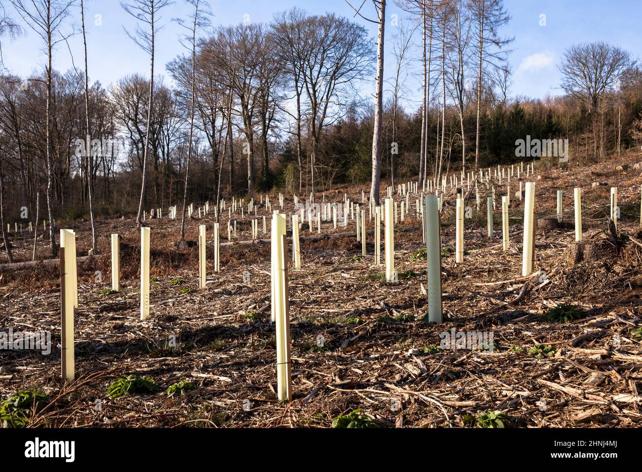 Forest seedlings hi-res stock photography and images - Alamy