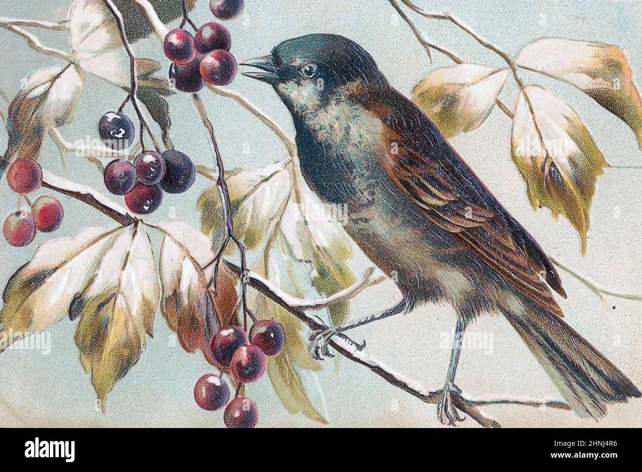 Vintage Victorian bird illustrations Stock Photo - Alamy