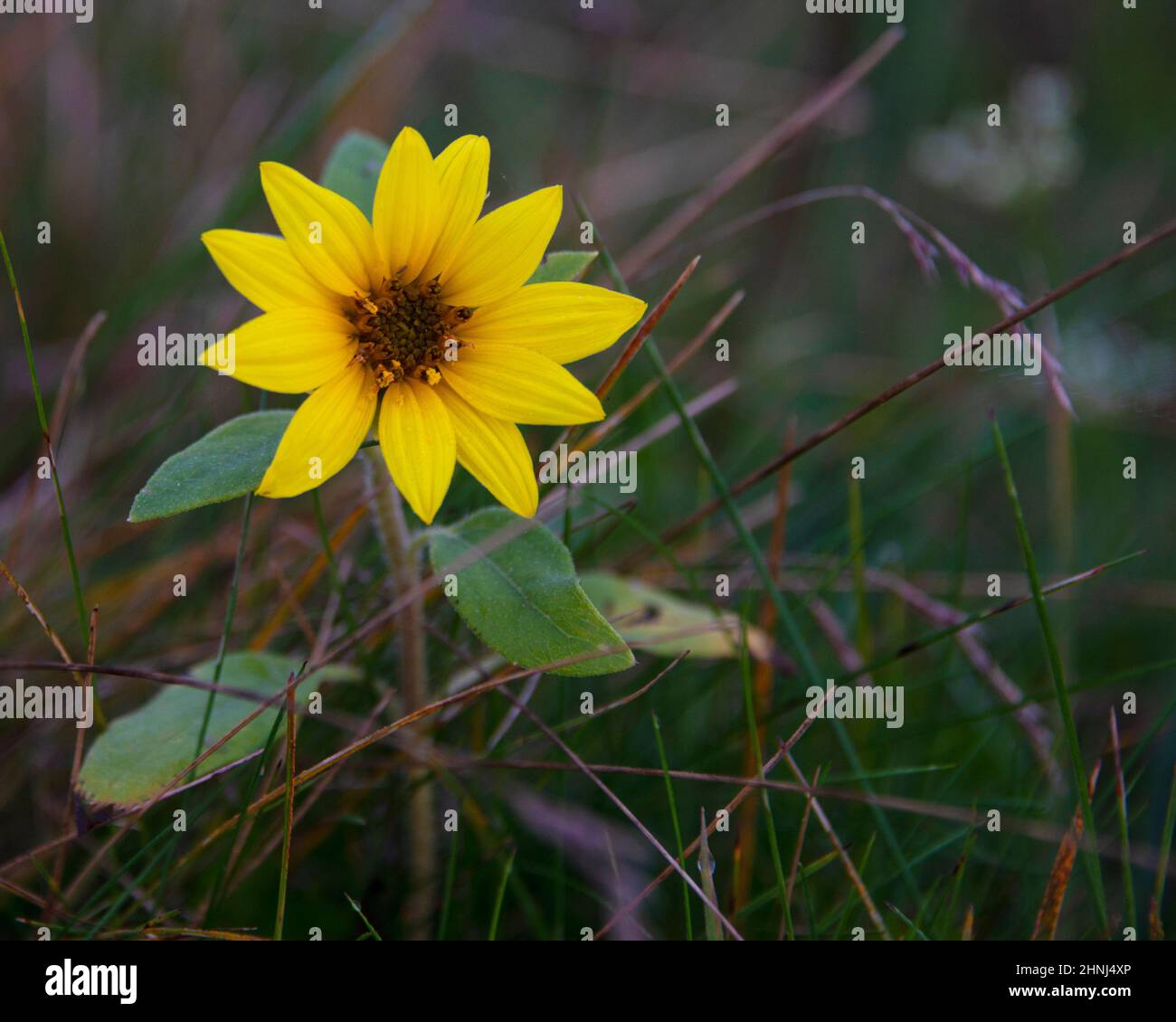 Yellow flower in the grass hi-res stock photography and images - Alamy