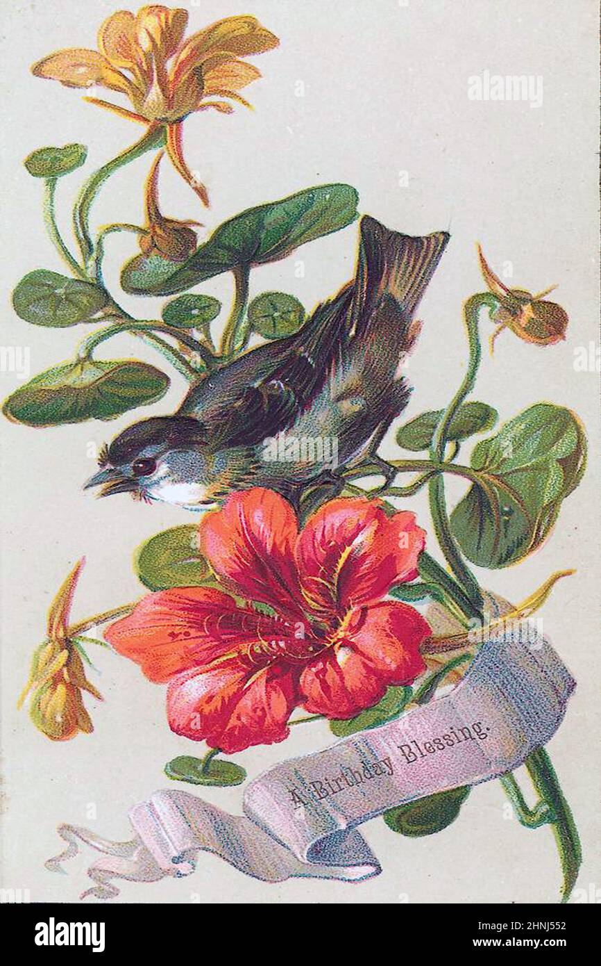 Victorian era birding illustrations hi-res stock photography and images ...