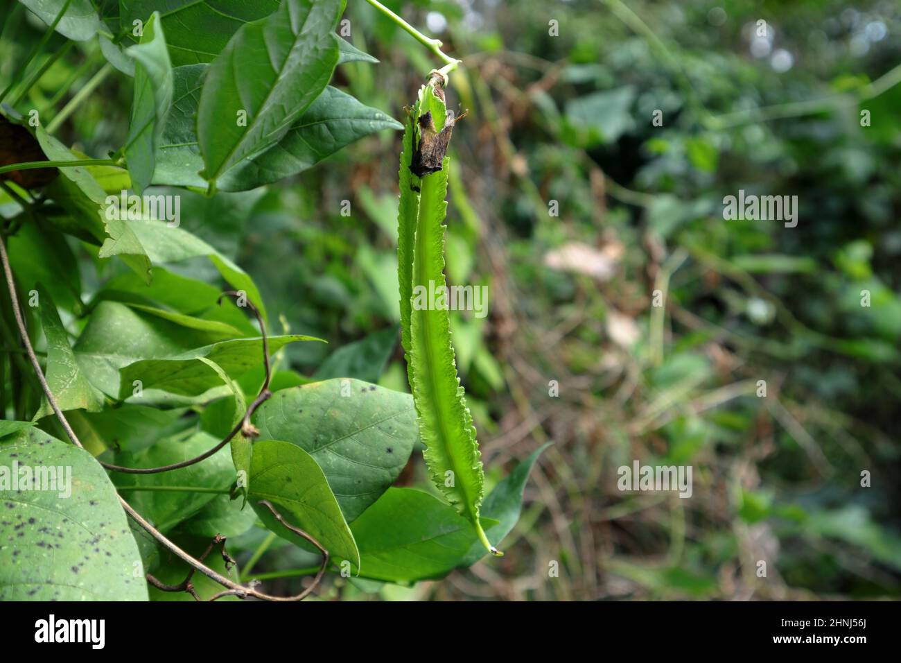 Close up of a winged bean pod hanging from the vine in the garden Stock ...