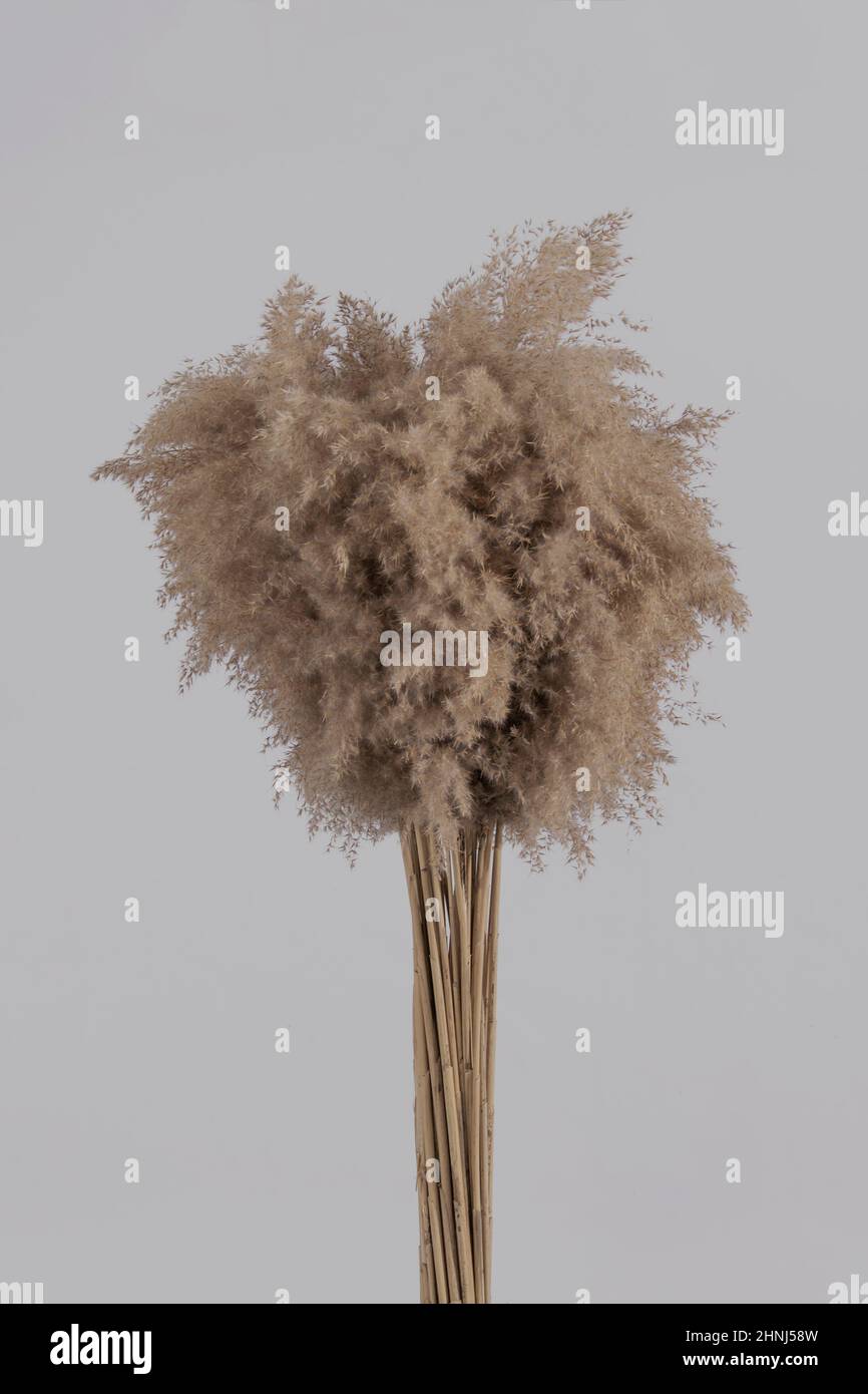 A bouquet of dry reeds on a white background Stock Photo - Alamy