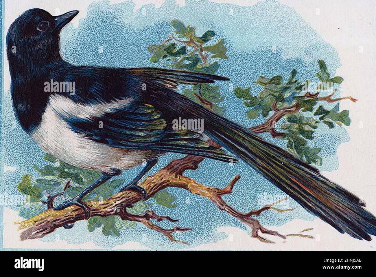 Vintage Victorian bird illustrations Stock Photo - Alamy