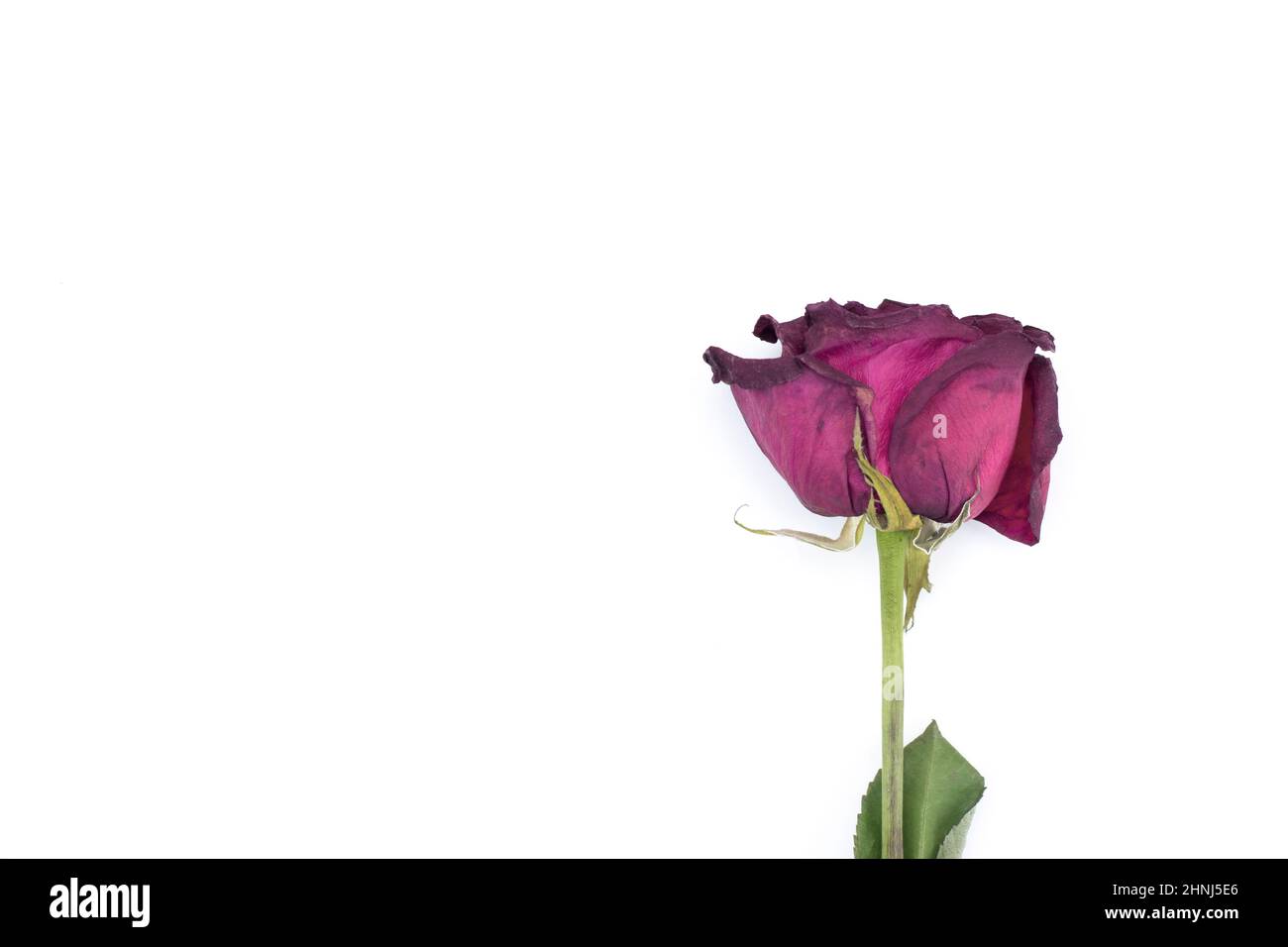 Dry red rose isolated on white background Stock Photo - Alamy
