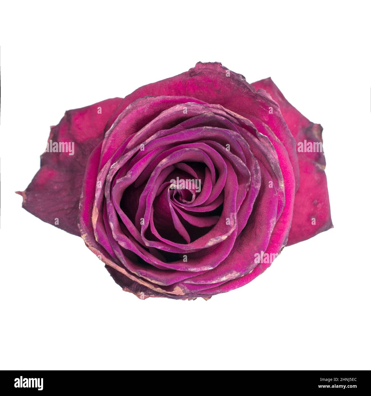 Dying pink rose isolated Stock Photo - Alamy