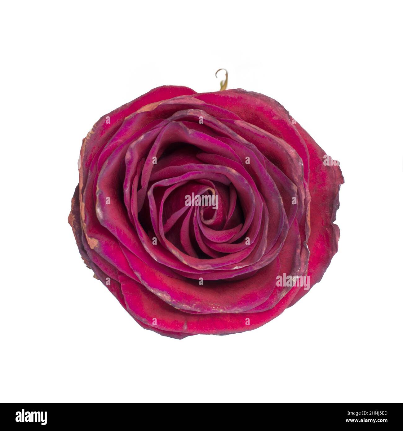 Dry pink rose close up isolated Stock Photo - Alamy