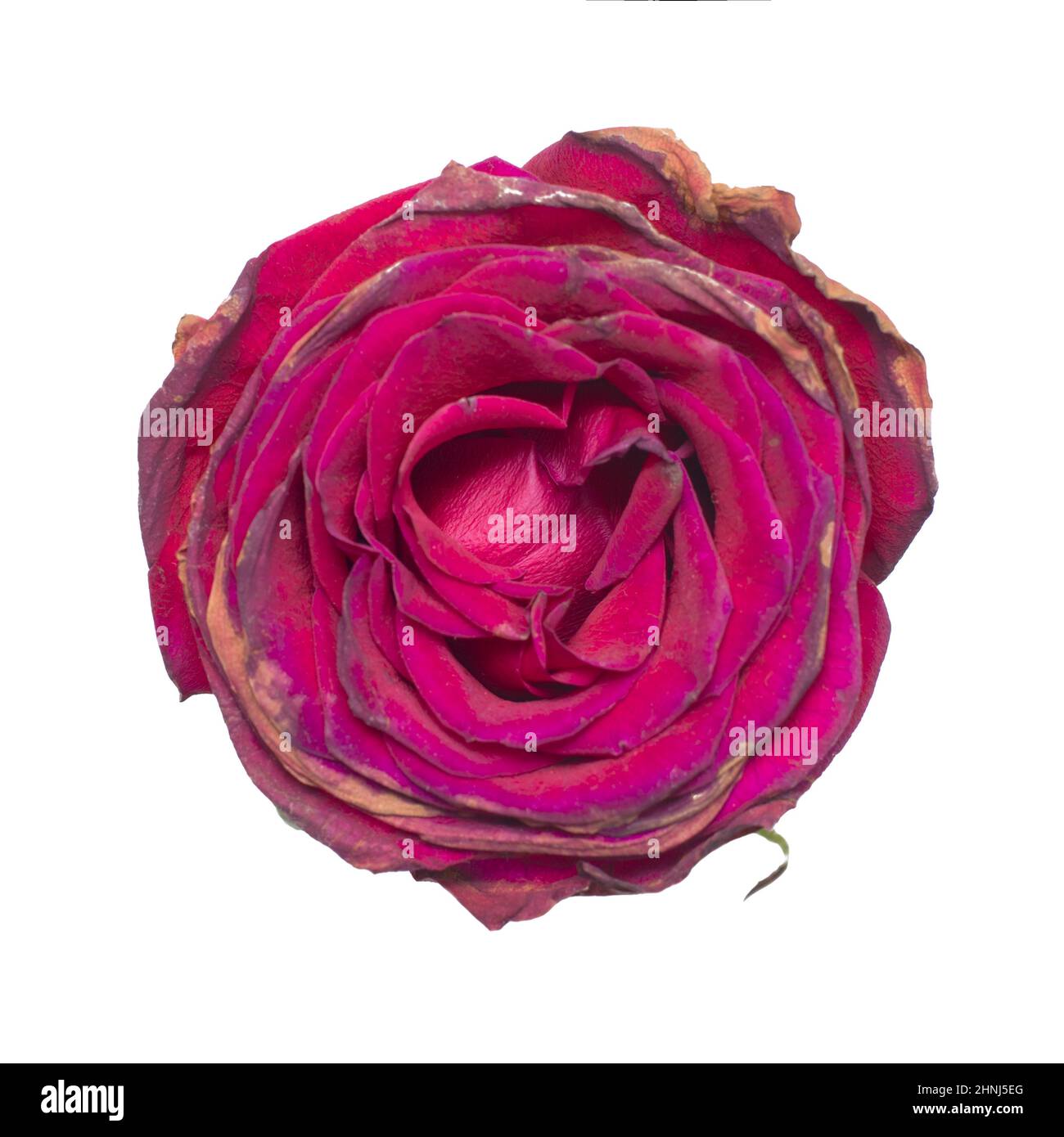 Dead pink rose close up isolated on white Stock Photo - Alamy