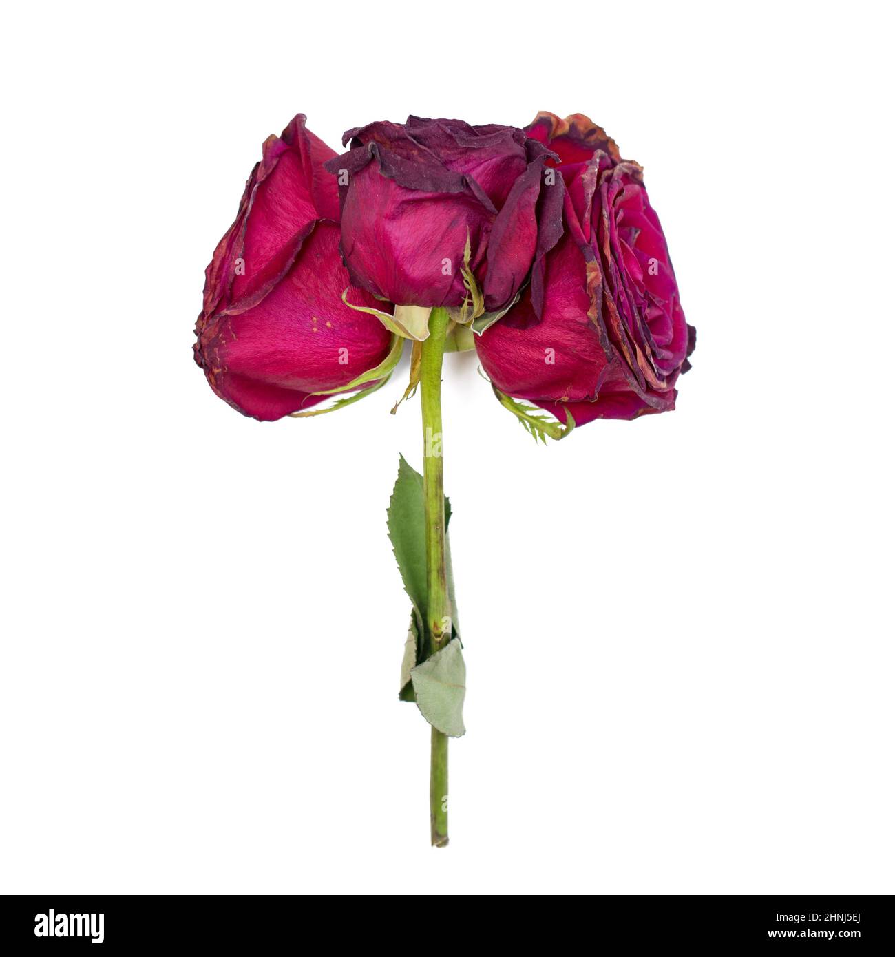 Dead dying red roses Cut Out Stock Images & Pictures - Alamy