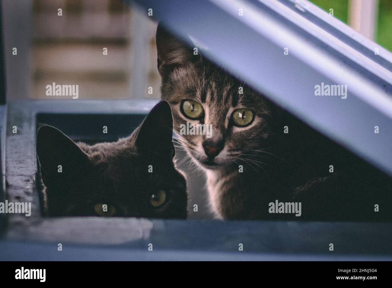Cats in athens hi-res stock photography and images - Alamy