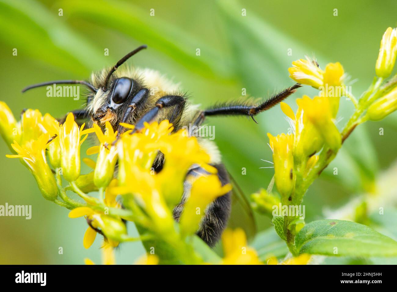 Extreme close up of a Common Eastern Bumble Bee Stock Photo - Alamy