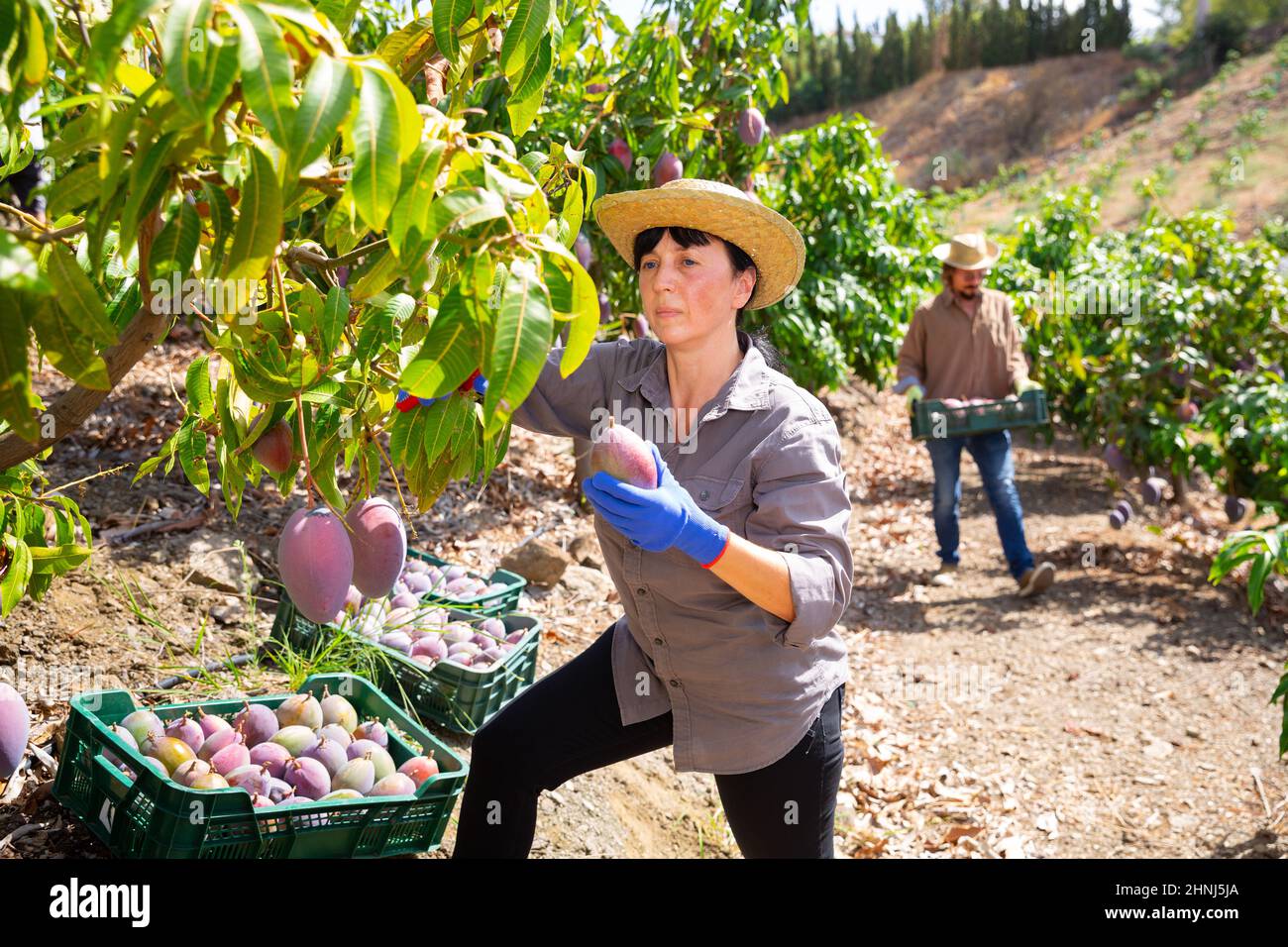 Farm owner picks ripe mango in the orchard Stock Photo - Alamy
