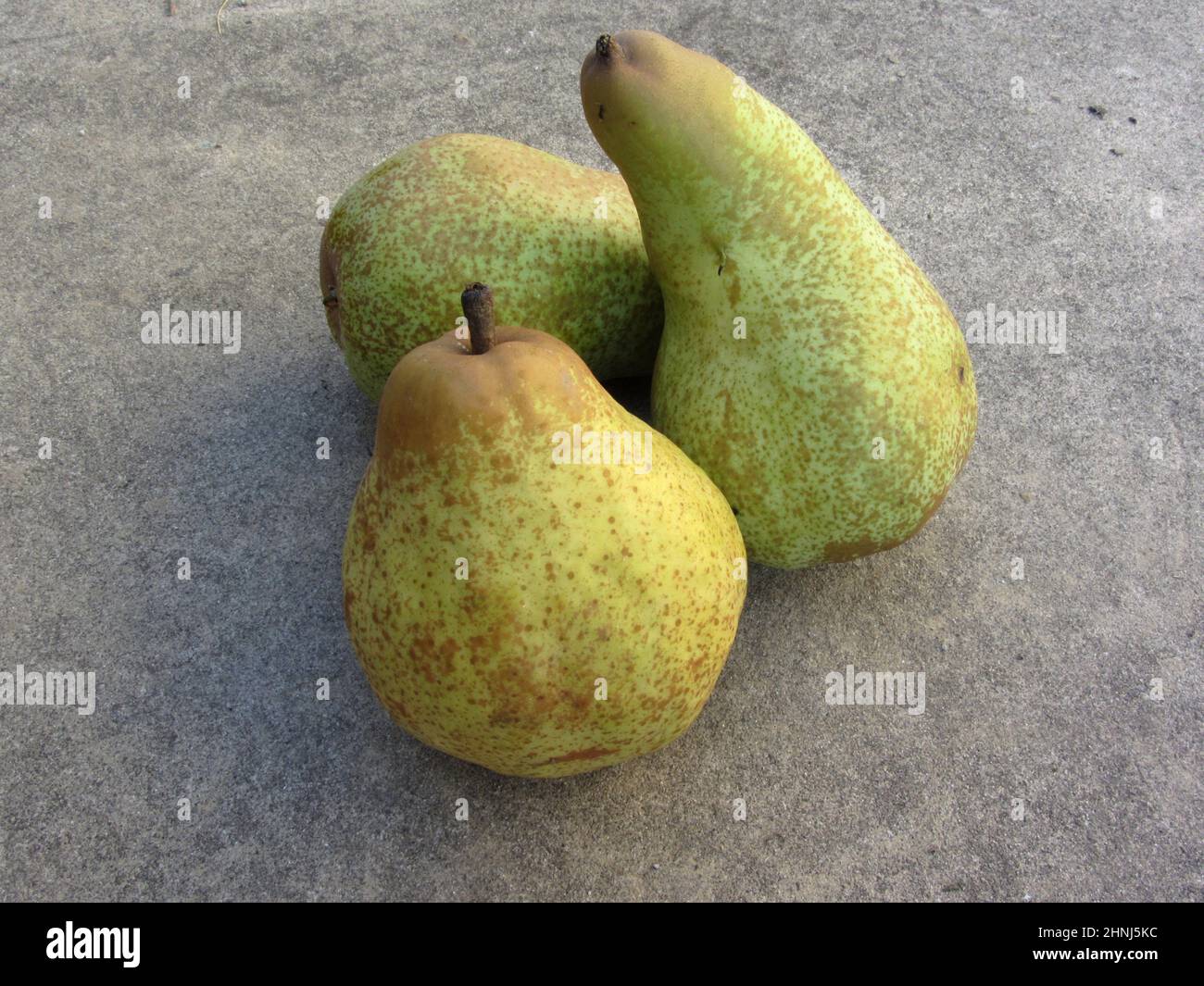 Ripe pears hand picked Stock Photo - Alamy