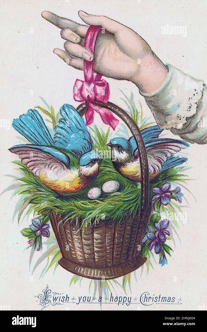 Classic ornithological drawings hi-res stock photography and images - Alamy