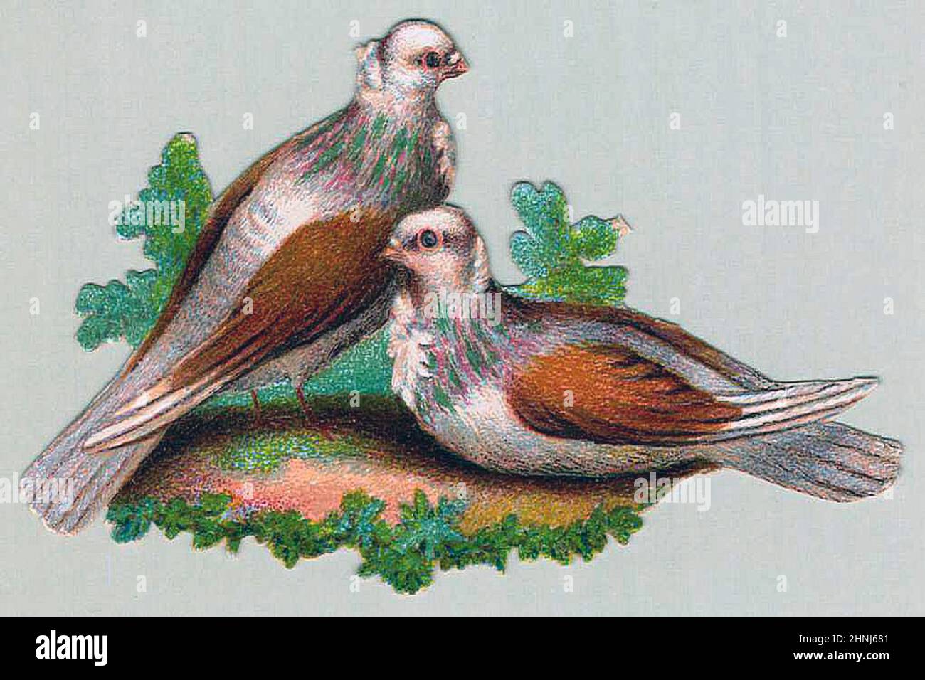 Victorian era birding illustrations hi-res stock photography and images ...