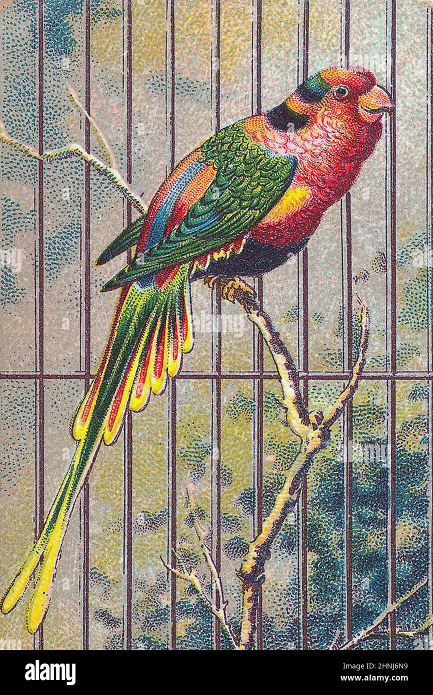 Victorian era birding illustrations hi-res stock photography and images ...