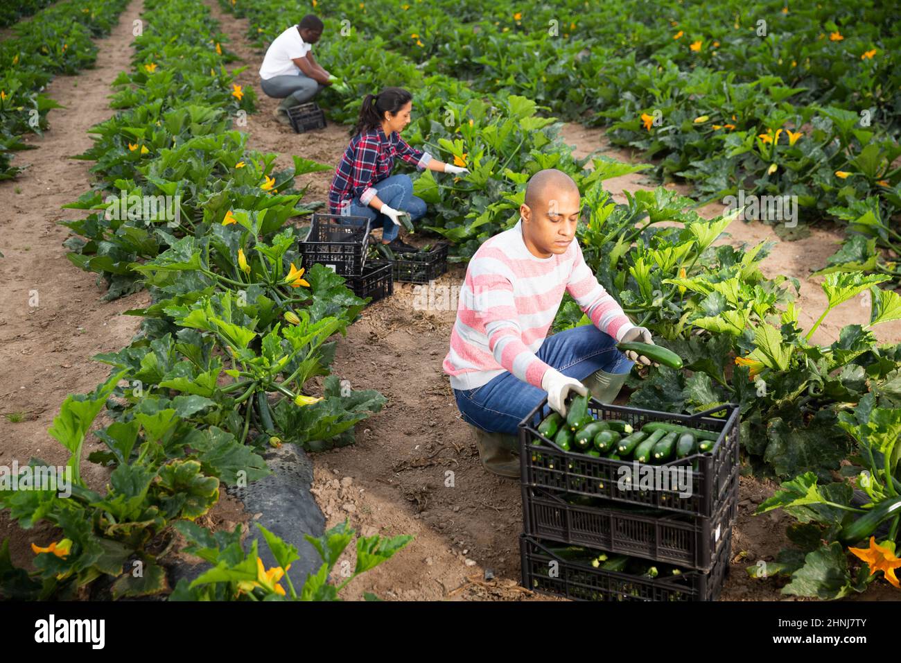 Farmers work on field - harvesting zucchini Stock Photo - Alamy