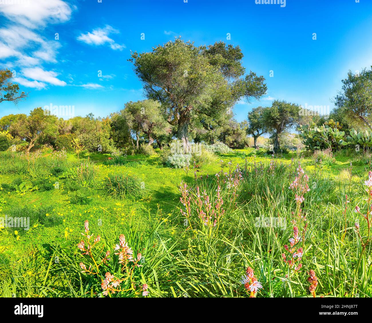 Fabulous view on blooming olive garden at Cape Milazzo during daytime ...