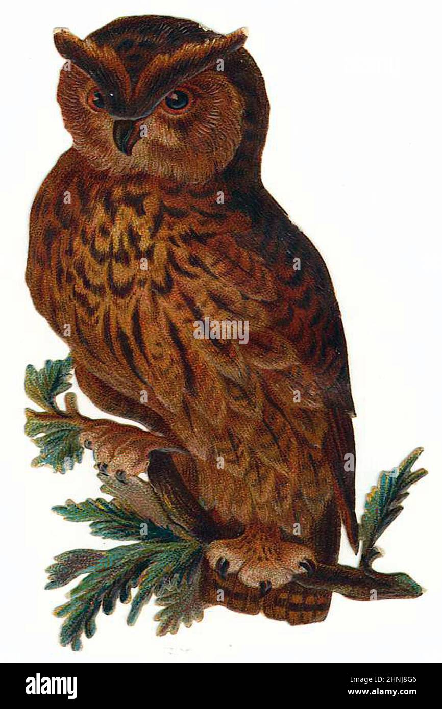 Victorian era birding illustrations hi-res stock photography and images ...