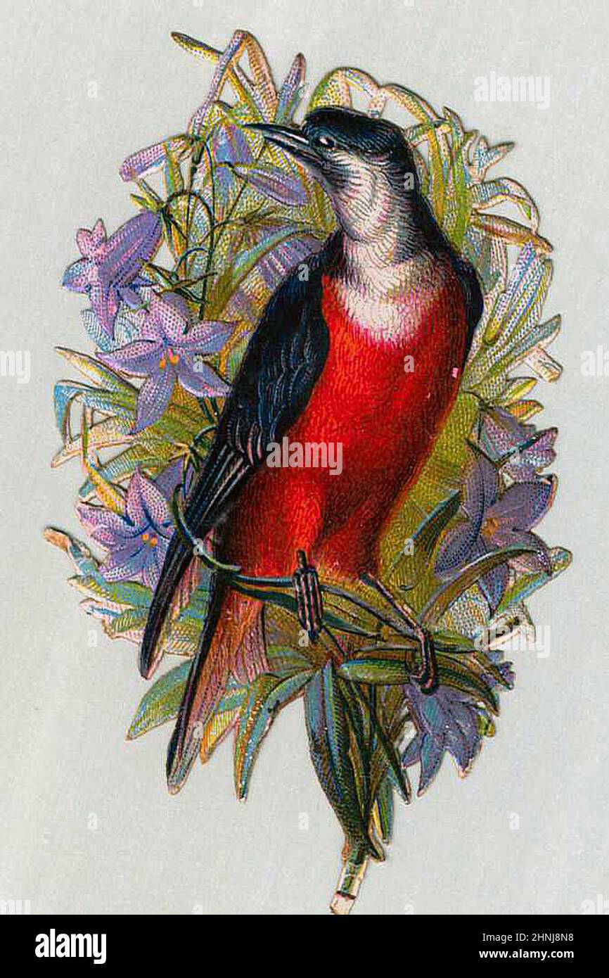 Victorian era birding illustrations hi-res stock photography and images ...