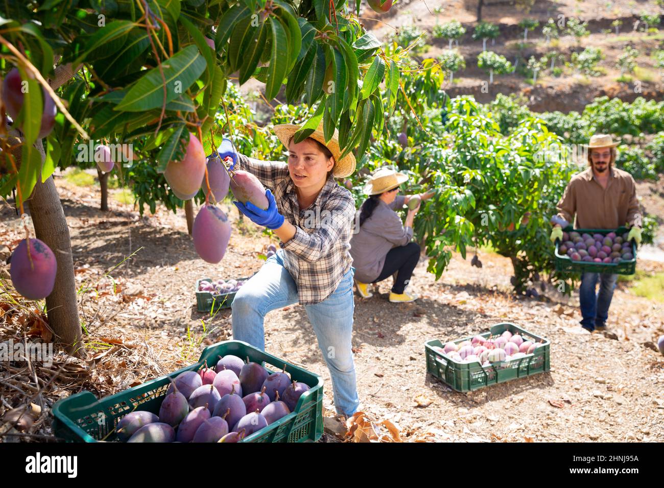Farmer harvesting mangoes in mango hi-res stock photography and images ...