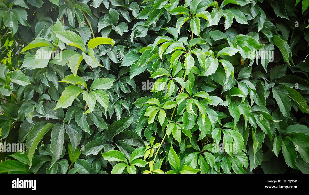 Large climbing plant shrub in the garden outdoors Stock Photo - Alamy