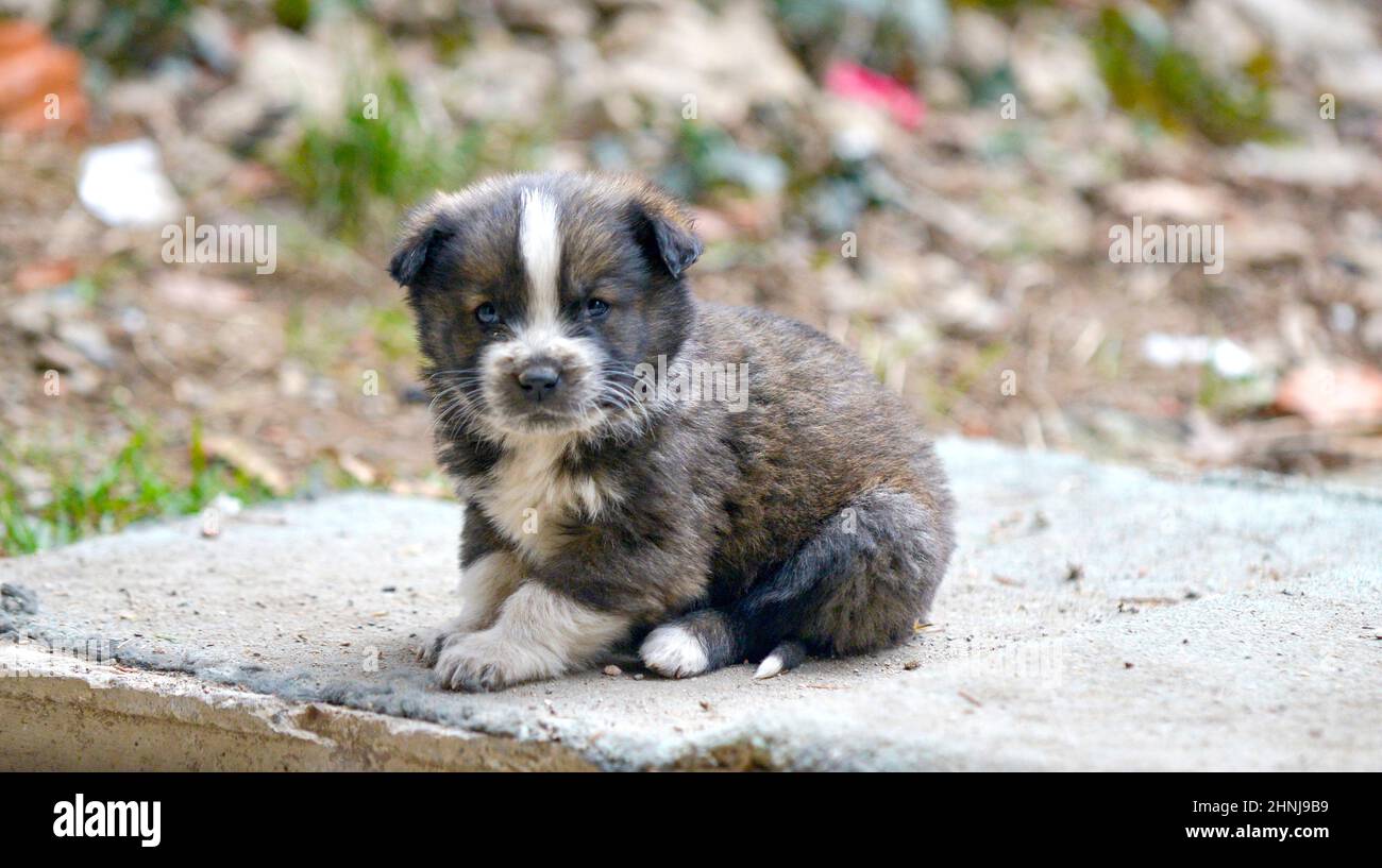 Portrait of little stray puppy. black homeless puppy dog sitting on ...