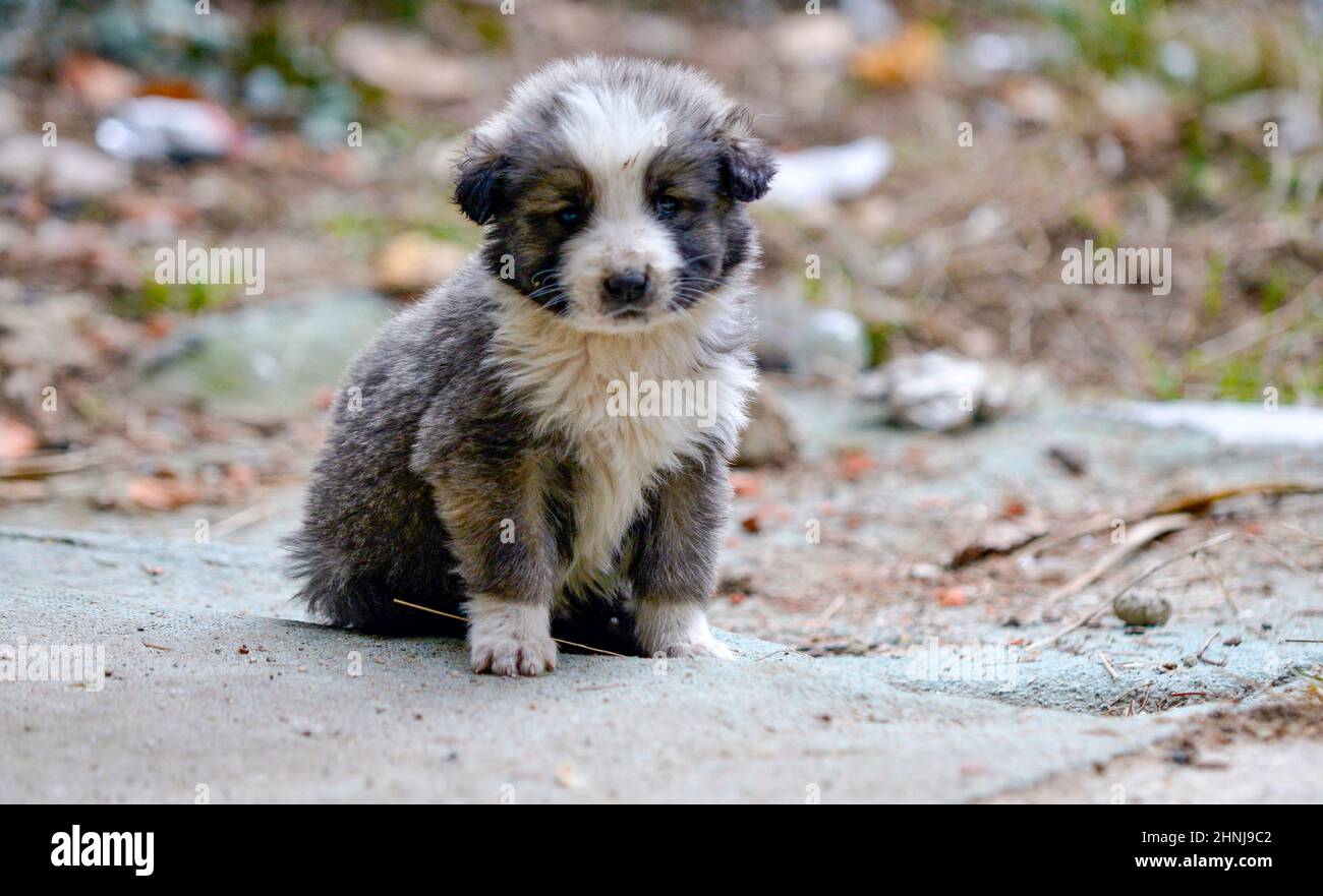 Portrait of little stray puppy. black homeless puppy dog sitting on ...