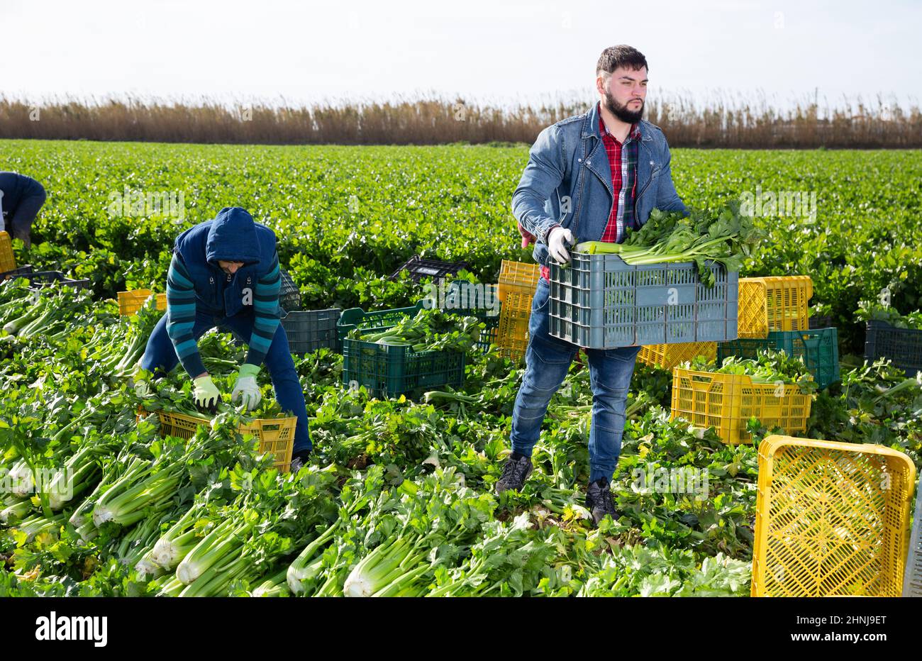 Young farmer stacking boxes hi-res stock photography and images - Alamy