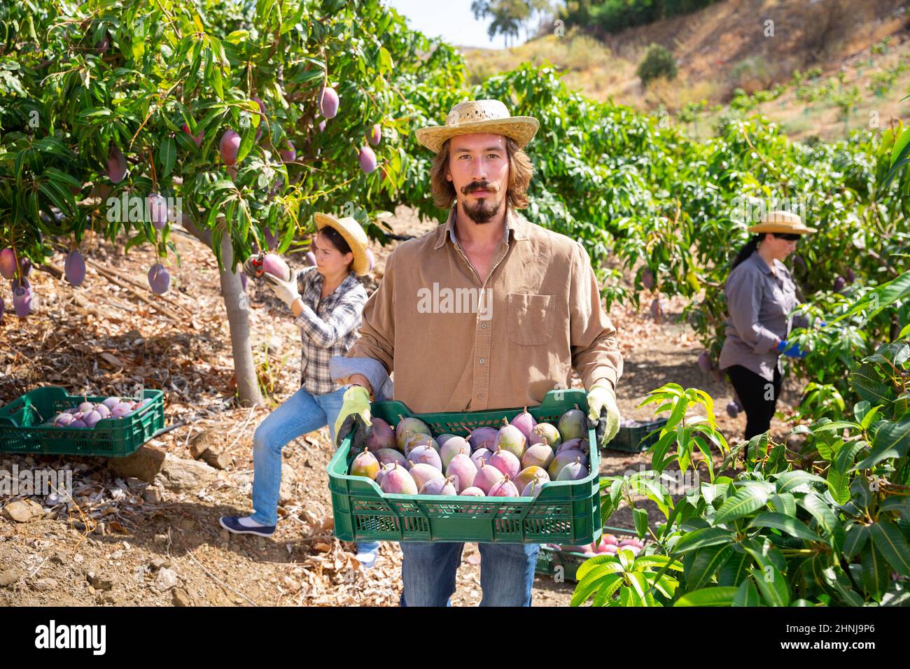 Man carrying boxes with harvested mangoes in fruit garden Stock Photo ...