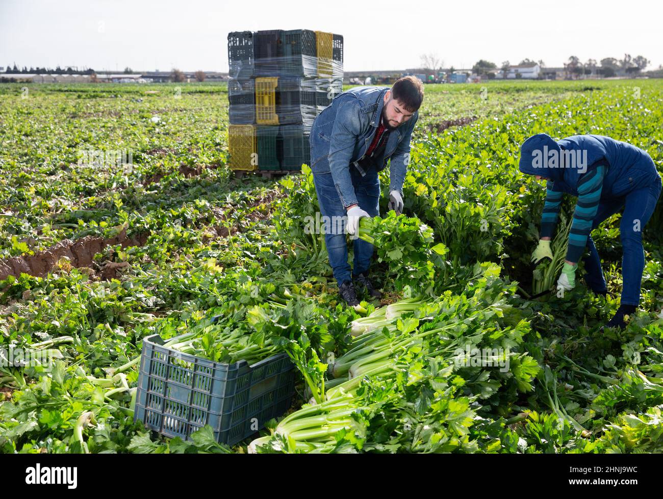 Farm workers hand harvesting celery Stock Photo - Alamy