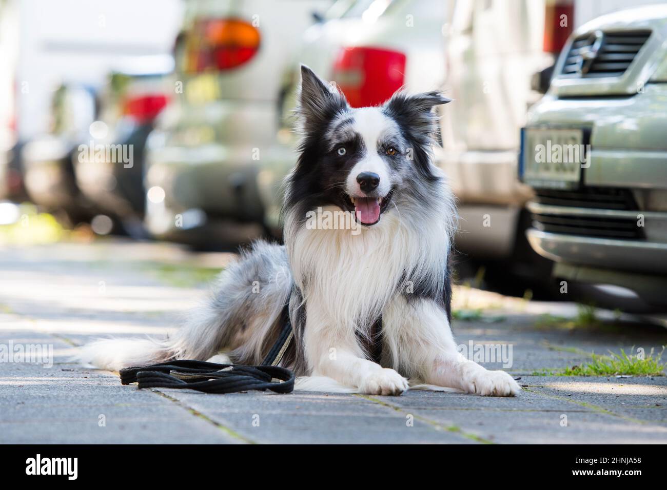Border collie dog in the city Stock Photo - Alamy
