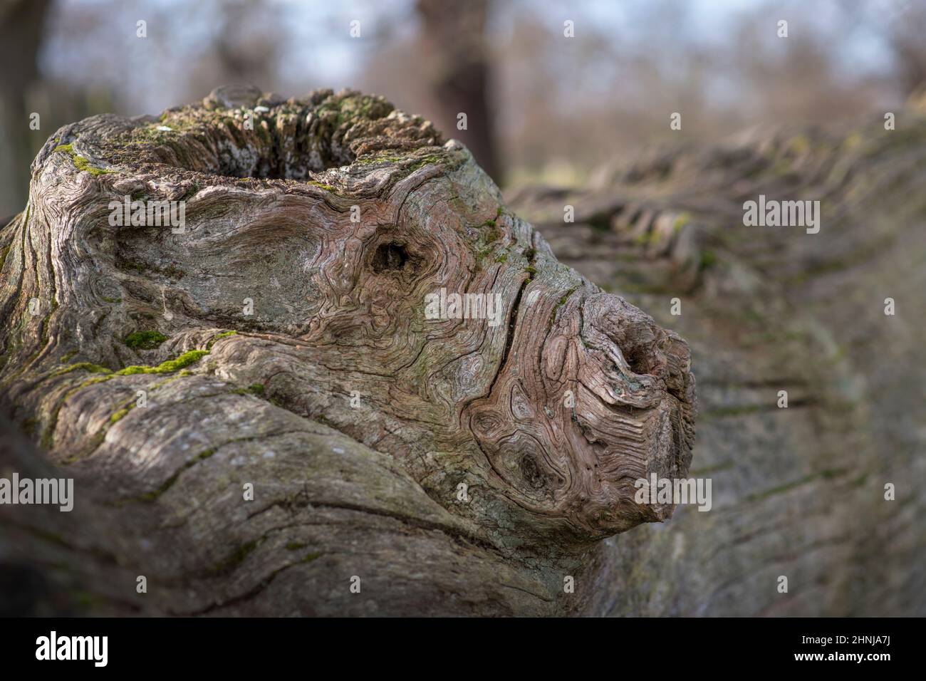 Another rotting tree stump taking on the look of a dogs head Stock ...