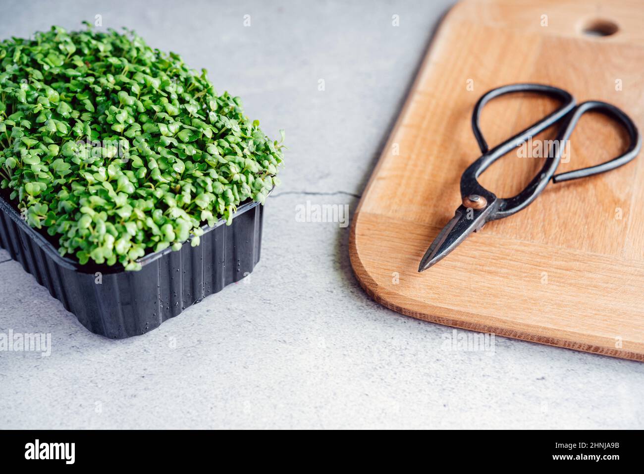 Freshly cut arugula microgreens sprouts on the chopping board in the ...