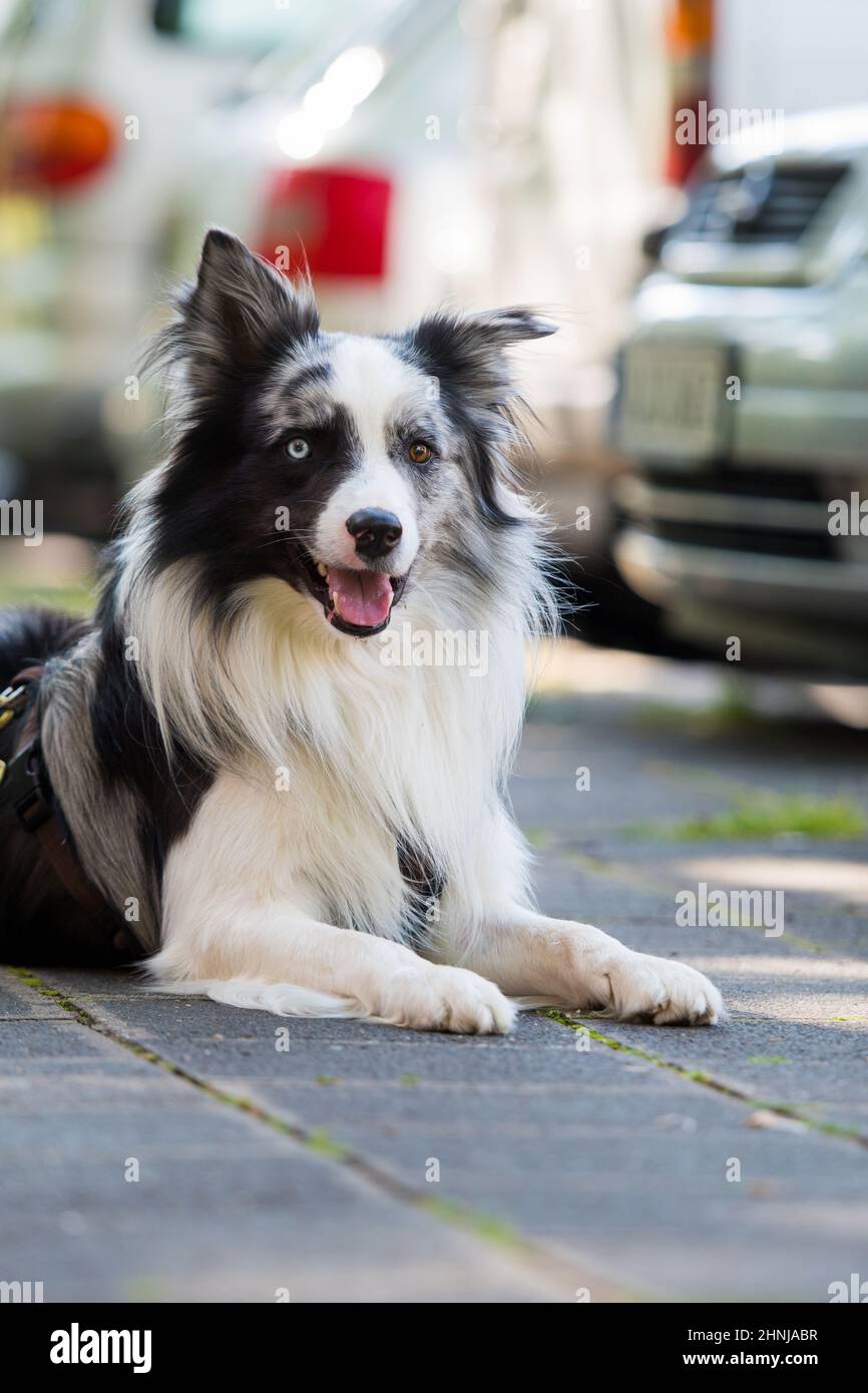 Are Border Collies Good In The City