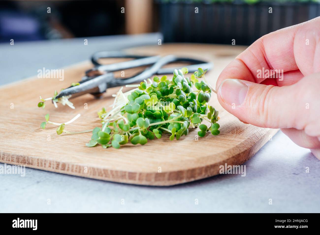 A hand holding freshly cut arugula microgreens sprouts on the chopping ...