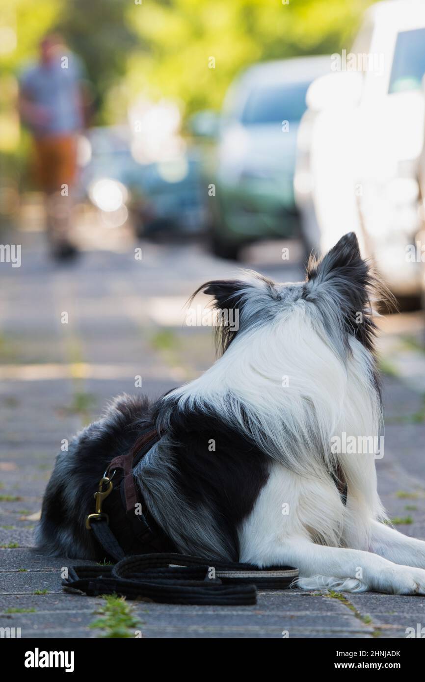 Border collie dog in the city Stock Photo - Alamy