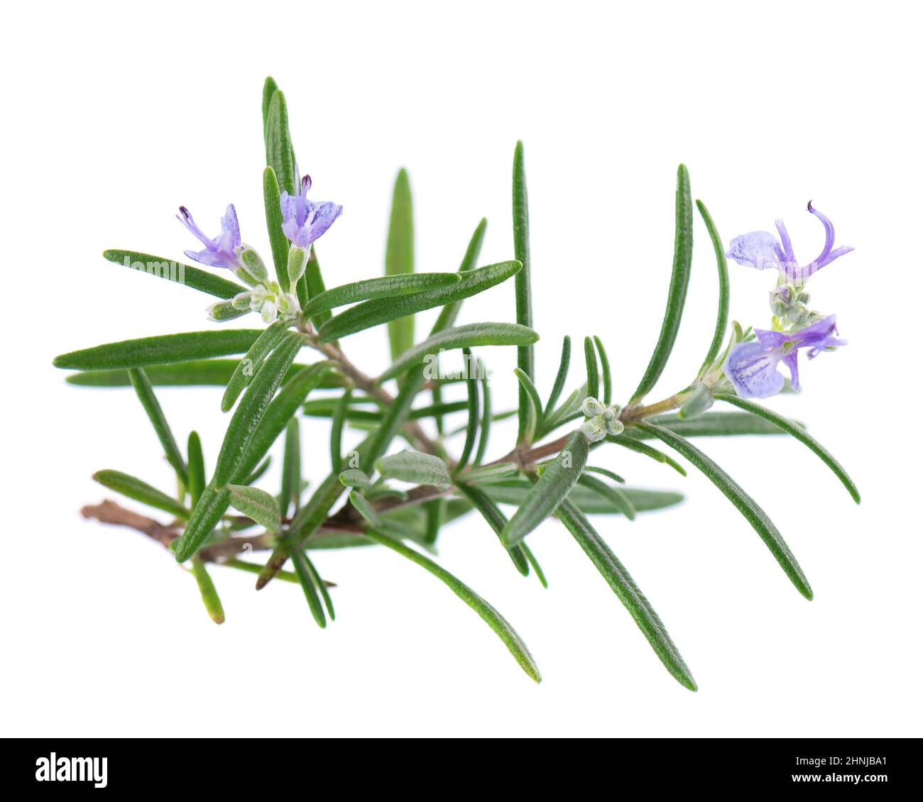 Rosemary flower hi-res stock photography and images - Alamy