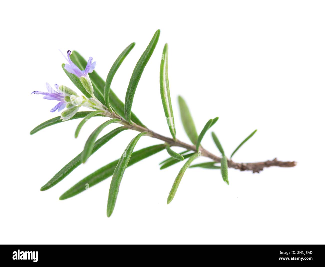 Rosemary flower hi-res stock photography and images - Alamy