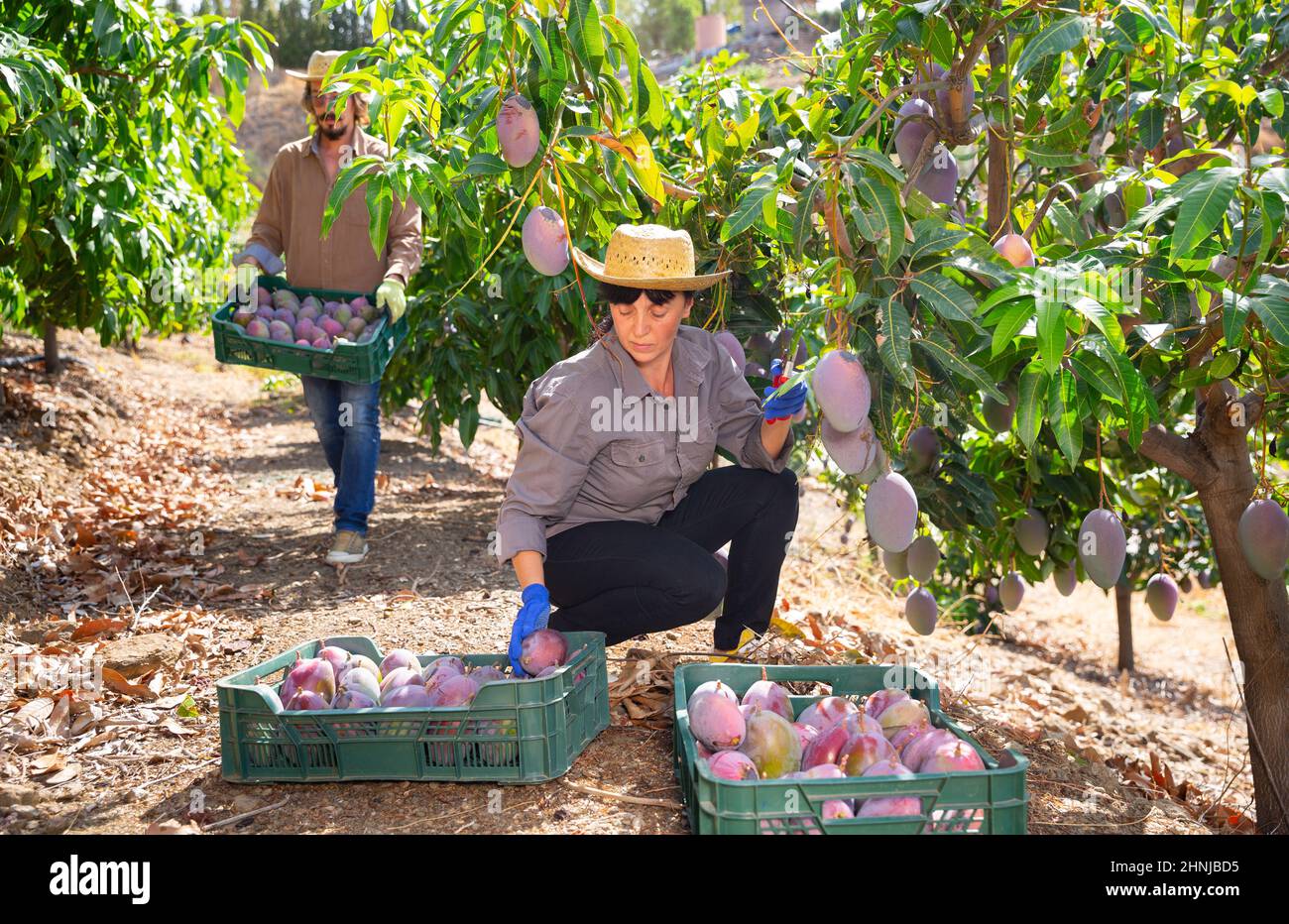 Mature female farmer harvesting ripe mangoes in garden Stock Photo - Alamy